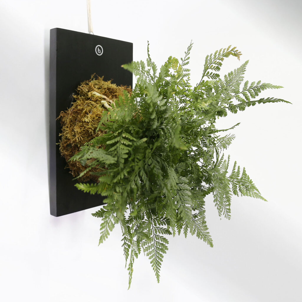 Workshops – Mounted Fern - Bonart Group